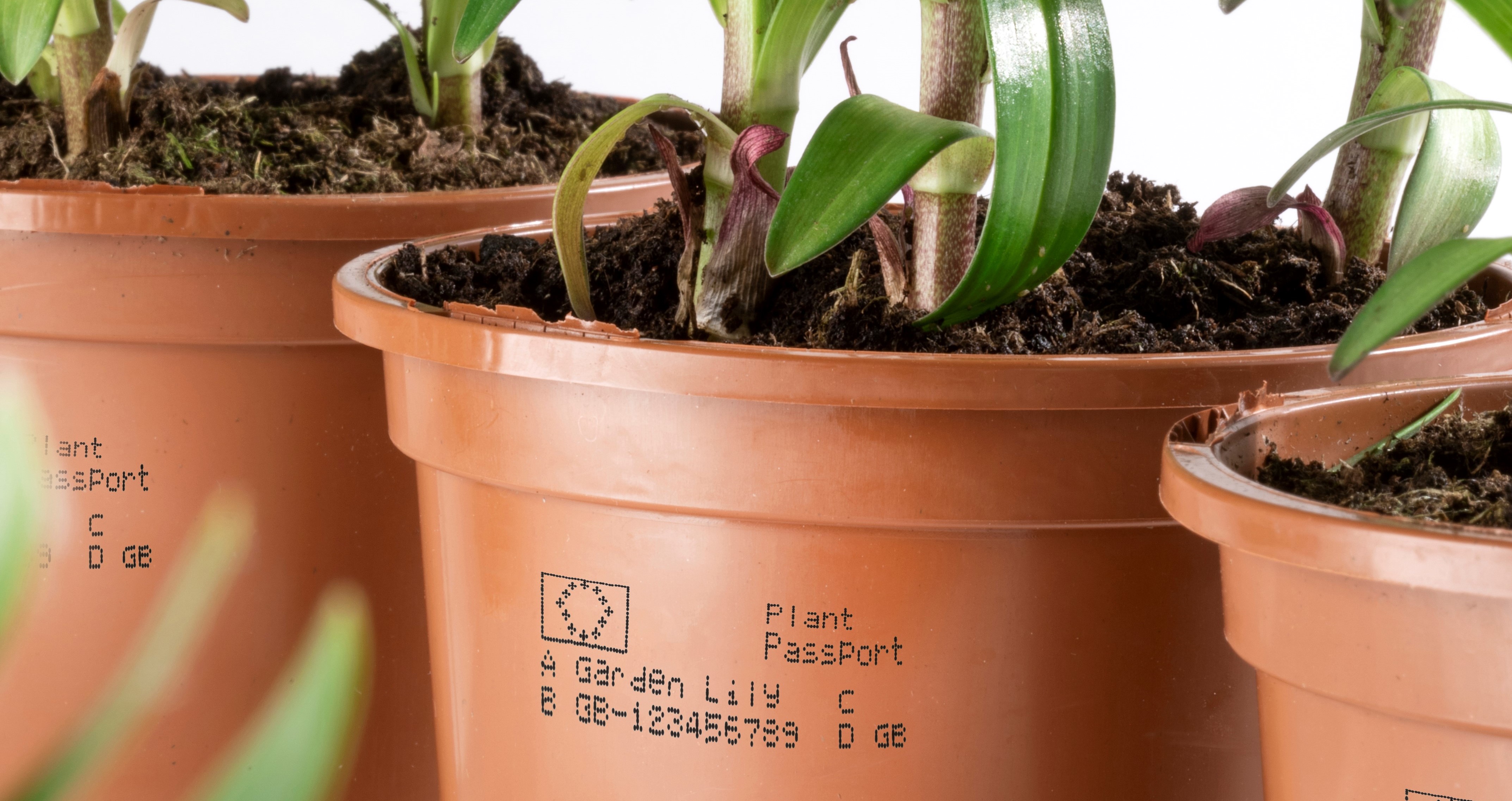 Plant Passport Printing | Coding for Plants & Horticulture